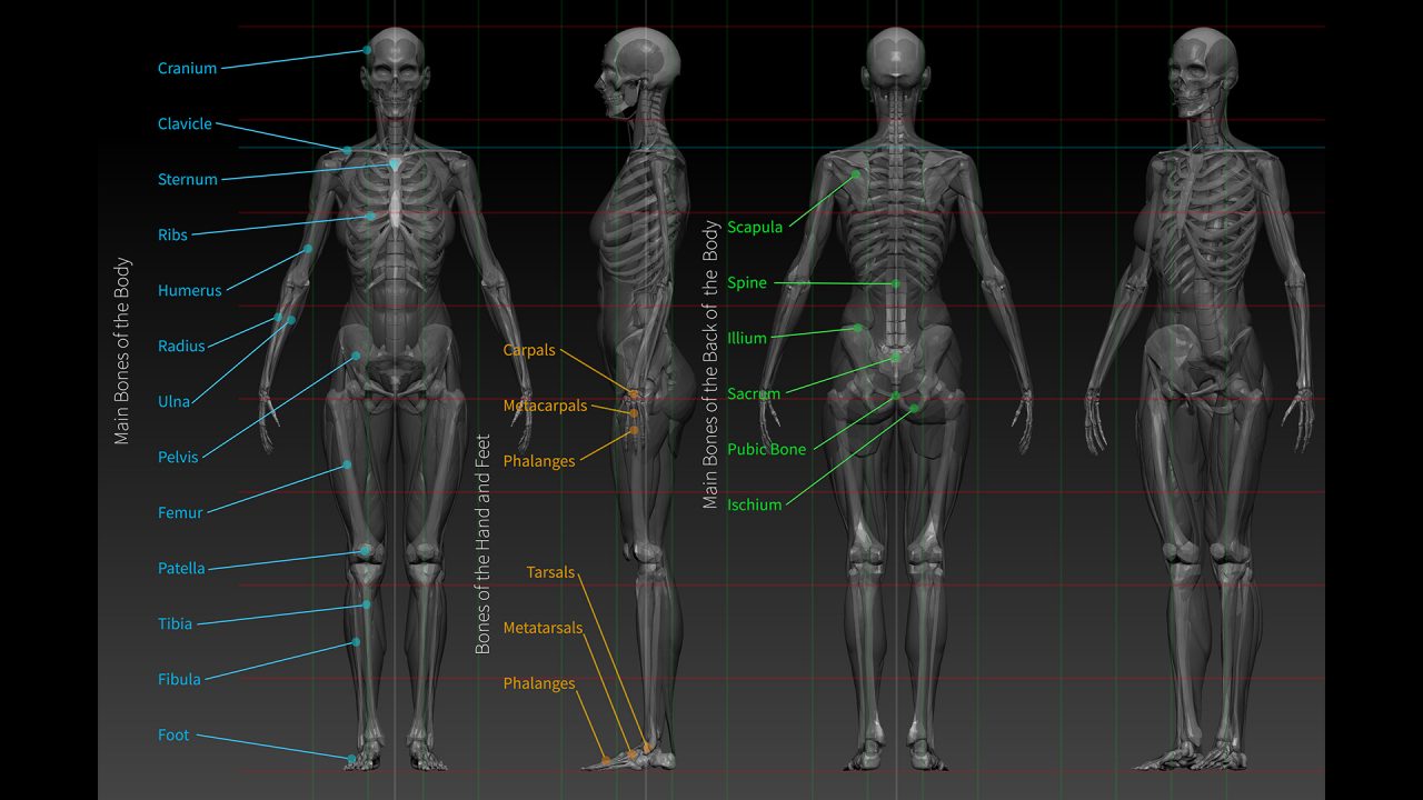 Using anatomy to improve your sculpting - ZBrush Anatomy and Character ...